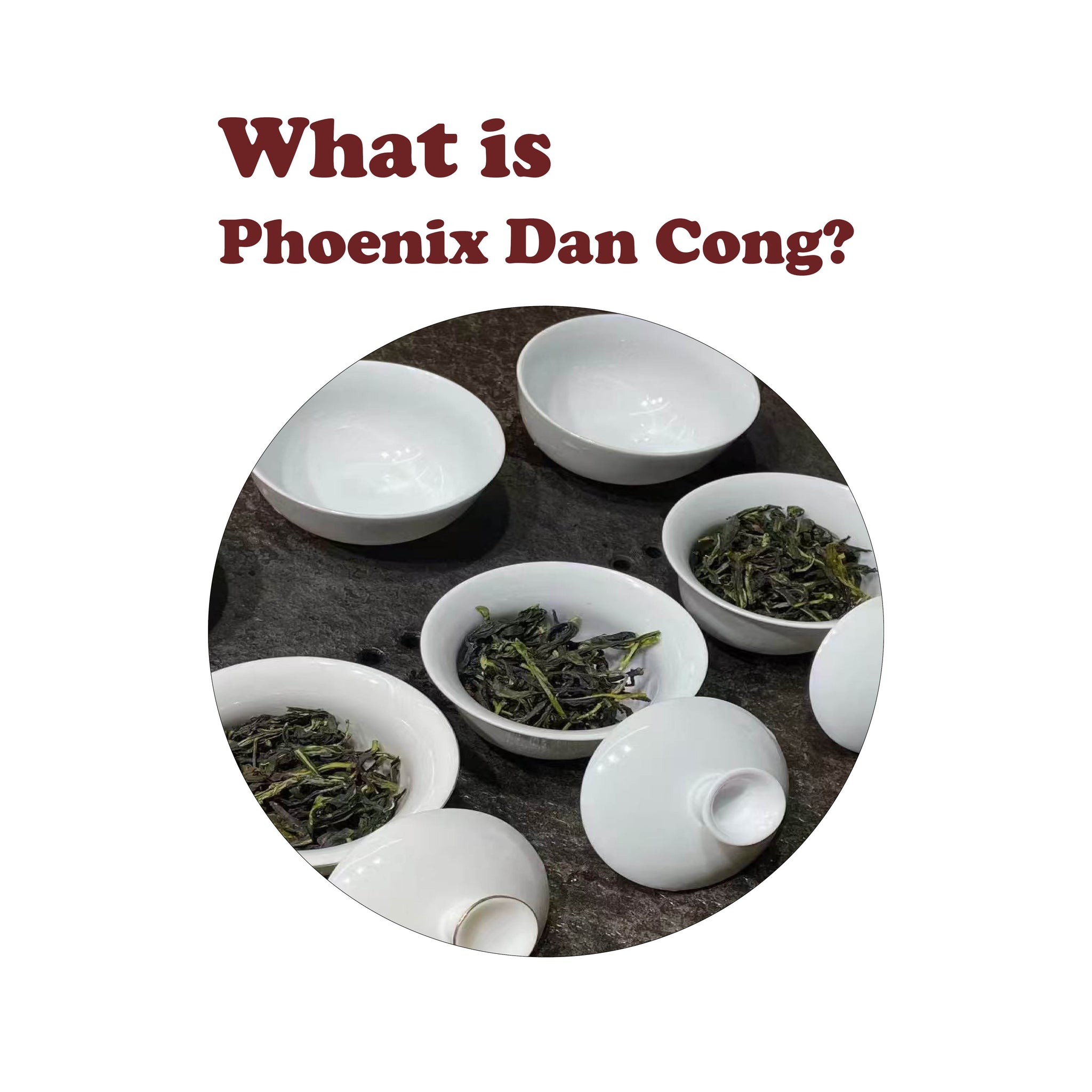 What is Phoenix Dan Cong? 你了解凤凰单枞吗？